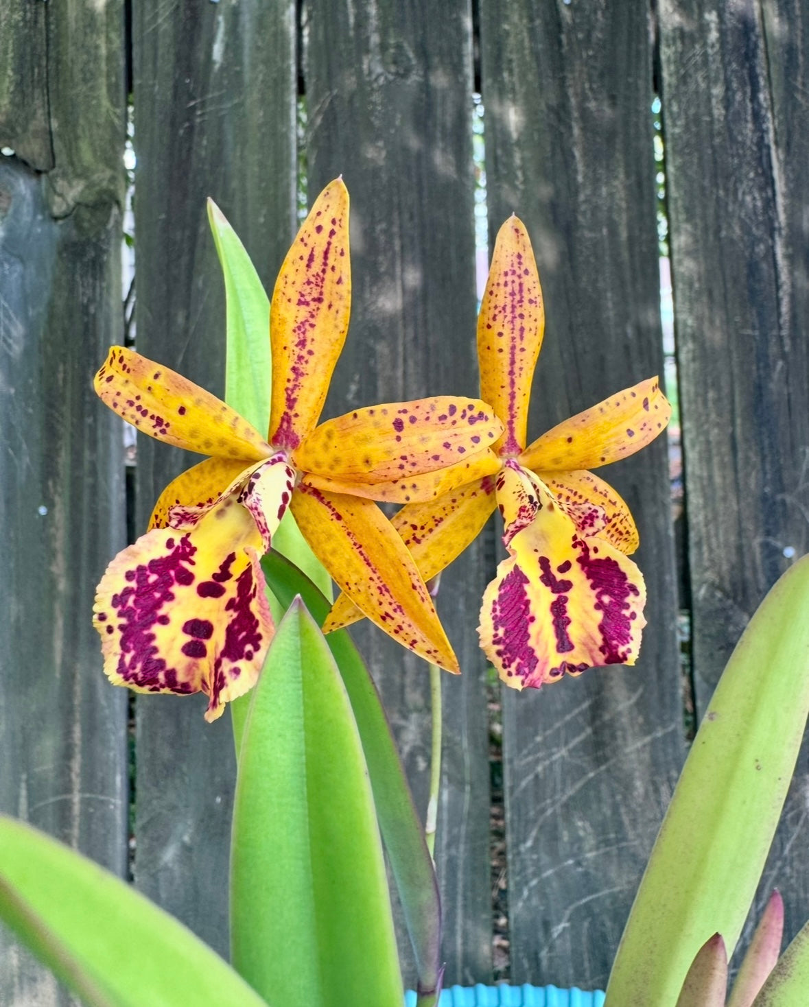 Brassocattleya Rustic Spots ‘H&R’ XL Plant – OBT Orchids